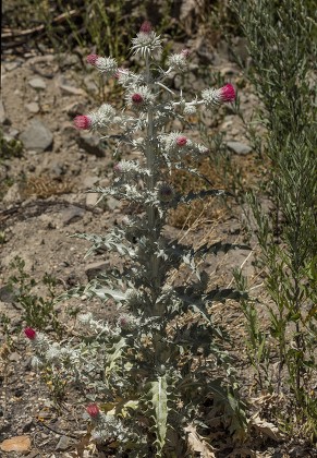 Cobweb Thistle Cirsium Occidentale Flower On Editorial Stock Photo ...