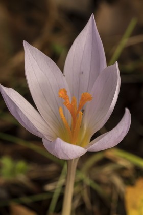 Autumnflowering Crocus Crocus Robertianus Flower Light Editorial Stock ...