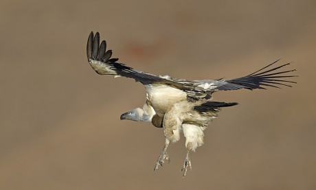 Cape Vulture Gyps Coprotheres Flight Giants Editorial Stock Photo ...