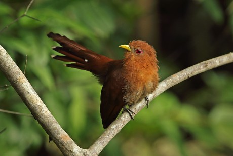 Little Cuckoo Coccycua Minuta Minuta Adult Editorial Stock Photo ...