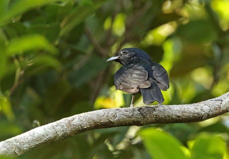 2 Sonbirds Stock Pictures, Editorial Images and Stock Photos | Shutterstock