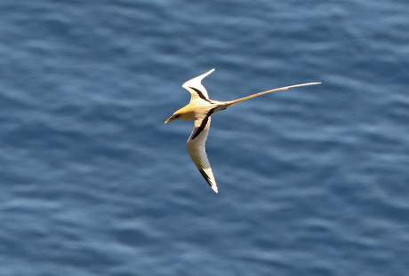 70 Bosun Stock Pictures, Editorial Images and Stock Photos | Shutterstock