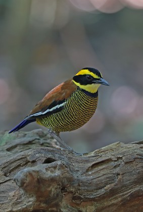 Javan Banded Pitta Hydrornis Guajanus Adult Editorial Stock Photo ...