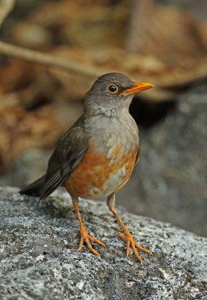 Island Thrush Turdus Poliocephalus Erythropleurus Adult Editorial Stock ...
