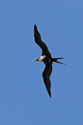 Lesser Frigatebird Fregata Ariel Ariel Female Editorial Stock Photo ...