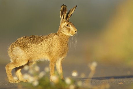 2,000 Lagomorphs Stock Pictures, Editorial Images and Stock Photos ...