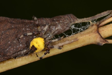 3 Pyramidatus Stock Pictures, Editorial Images and Stock Photos ...