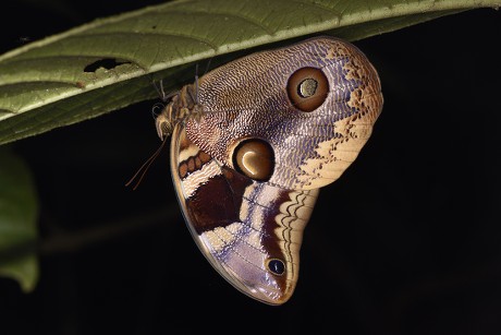 Owl Butterfly Caligo Species Adult Rest Editorial Stock Photo - Stock ...