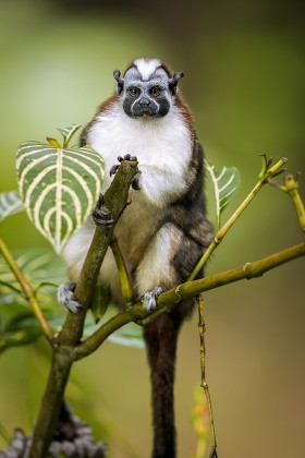 Geoffroys Tamarin Saguinus Geoffroyi Gamboa Panama Editorial Stock ...