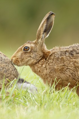 2,000 Lagomorphs Stock Pictures, Editorial Images and Stock Photos ...