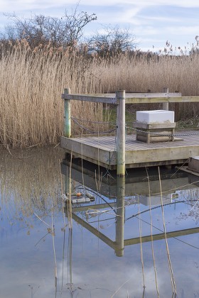 Pond Dipping Platform Next Reedbed Foxglove Editorial Stock Photo ...