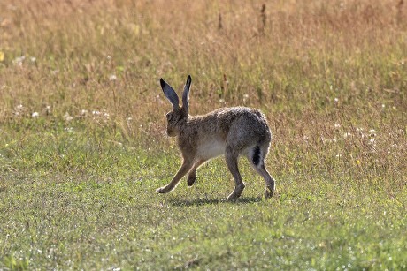 250 Common hare Stock Pictures, Editorial Images and Stock Photos ...