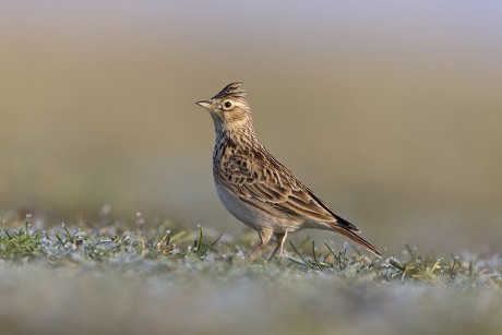 250 Larks Stock Pictures, Editorial Images and Stock Photos | Shutterstock