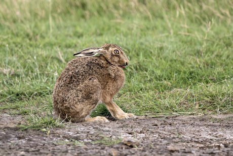 250 Common hare Stock Pictures, Editorial Images and Stock Photos ...