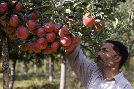 Kashmiri Apple Farmer Picks Apples Tree Editorial Stock Photo - Stock ...