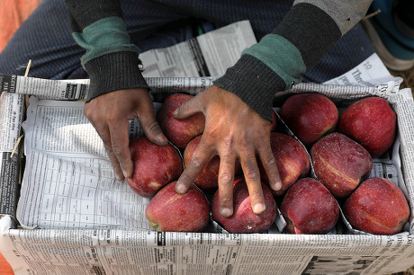 Kashmiri Apple Farmer Puts Apples Box Editorial Stock Photo - Stock ...