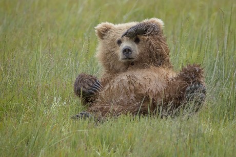 Saluting Bear Editorial Stock Photo - Stock Image | Shutterstock