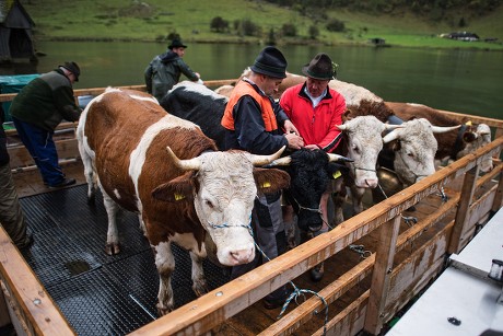 87 Cattle transported Stock Pictures, Editorial Images and Stock Photos ...