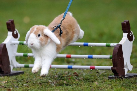 Show Jumping Rabbits Action Horni Jeleni Editorial Stock Photo - Stock ...