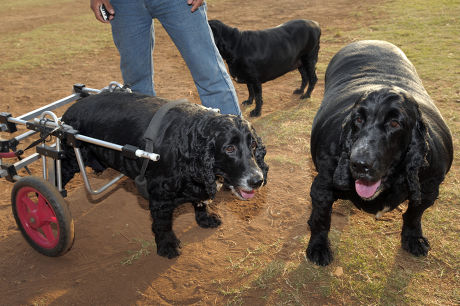 Overweight Cocker Spaniels in Mumbai, India - 20 Apr 2009 Stock ...