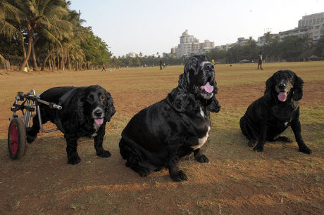 Overweight Cocker Spaniels in Mumbai, India - 20 Apr 2009 Stock ...
