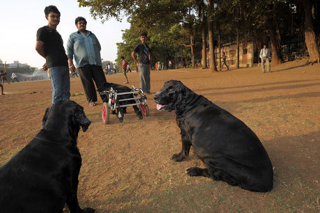 Overweight Cocker Spaniels in Mumbai, India - 20 Apr 2009 Stock ...