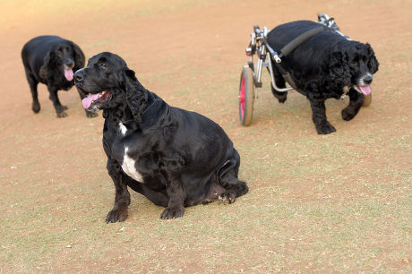 Overweight Cocker Spaniels in Mumbai, India - 20 Apr 2009 Stock ...