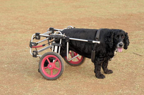 Overweight Cocker Spaniels in Mumbai, India - 20 Apr 2009 Stock ...