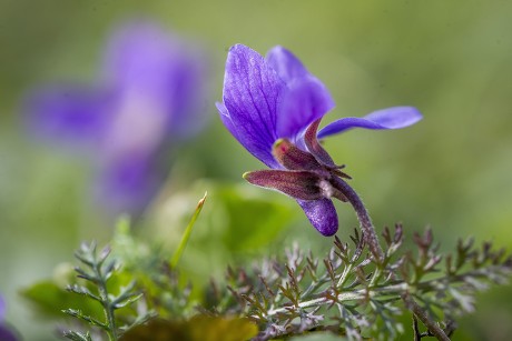 Violas Viola Odorata Bloom Mild Autumn Editorial Stock Photo - Stock ...