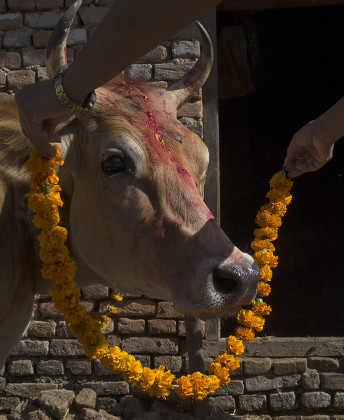 Devotees pay tribute to cows during the Tihar Festival, Kathmandu ...