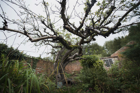 Original Bramley Apple Tree, Nottinghamshire, UK - 18 Oct 2017 Stock ...