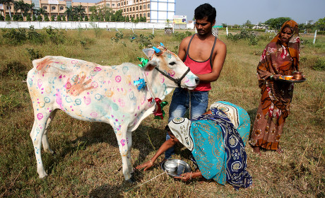 Indian Women Worship Decorated Cow Ritual Editorial Stock Photo - Stock ...