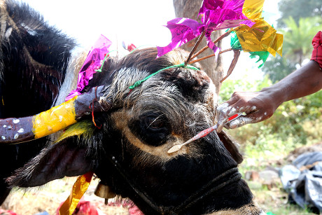 Indian Villager Decorates Buffallo On Occasion Editorial Stock Photo ...