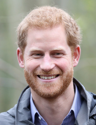 prince harry portraits Stock Photos (Exclusive) | Shutterstock