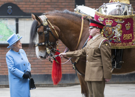 queen elizabeth ii animals Stock Photos (Exclusive) | Shutterstock