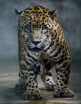 Jaguar Panthera Onca Pictured National Zoo Editorial Stock Photo ...