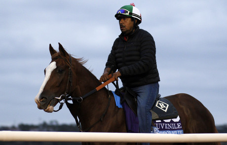 Free Drop Billy Exercising Del Mar Editorial Stock Photo - Stock Image ...