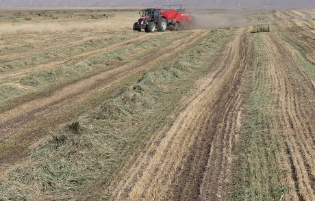 750 Herbage Stock Pictures, Editorial Images and Stock Photos ...