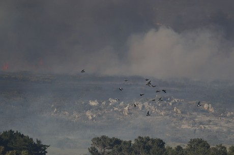 Flock Birds Flies Amidst Thick Smoke Editorial Stock Photo - Stock ...