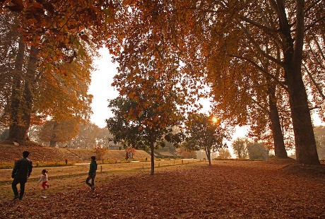 Children Play Past Majestic Chinar Trees Editorial Stock Photo - Stock ...