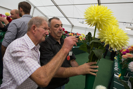 Wisley Flower Show, The National Dahlia Society Judging, UK - 05 Sep ...