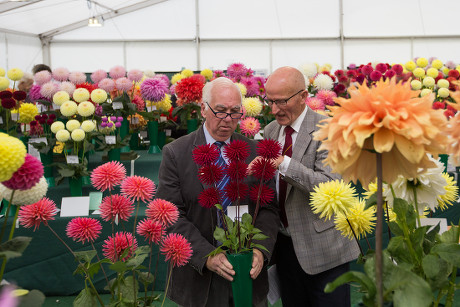 Wisley Flower Show, The National Dahlia Society Judging, UK - 05 Sep ...