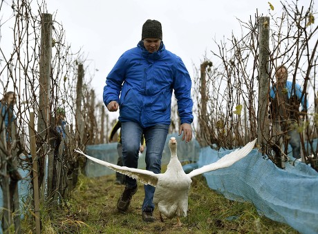 Man During Traditional Goosechase Vineyard Mark Editorial Stock Photo ...
