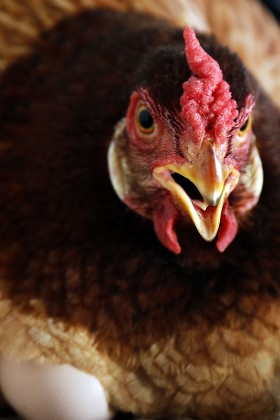 Hen Cackles After Laying Egg Household Editorial Stock Photo - Stock ...