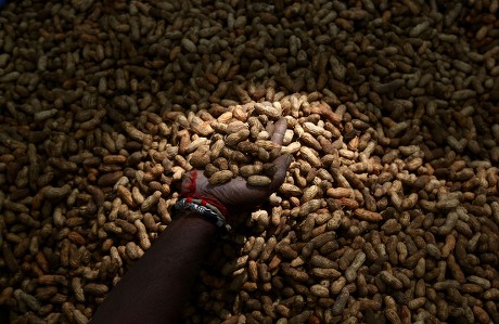 Peanut Seller Collects Groundnuts Annual Groundnut Editorial Stock ...