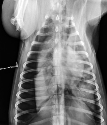 Xray Border Collie Winnie After Accident Editorial Stock Photo - Stock ...