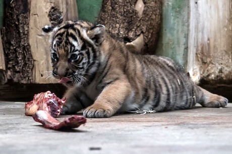 __COUNT__ imágenes de Newborn Malayan tiger cubs in Czech Republic ...