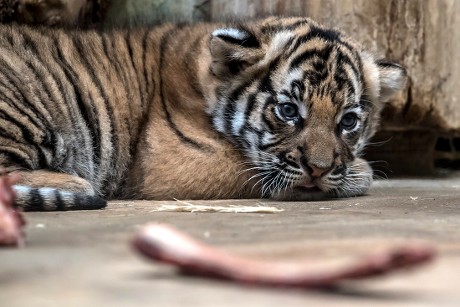 __COUNT__ imágenes de Newborn Malayan tiger cubs in Czech Republic ...