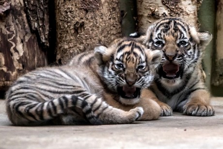 Zookeeper Weighs Malayan Tiger Cub Enclosure Editorial Stock Photo ...