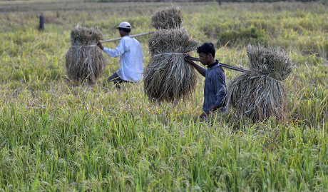 Indian Farmers Carry Their Harvested Paddy Editorial Stock Photo ...